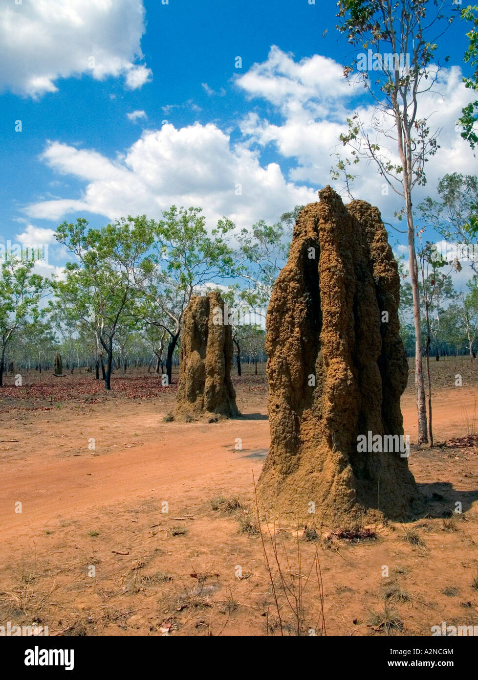 Termite mounds in field, Kakadu National Park, Northern Territory ...