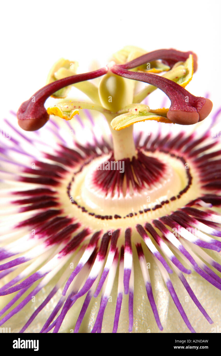 Close-up of blooming flower of Granadilla Maracuja Stock Photo - Alamy
