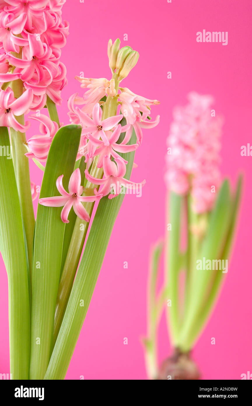 Close-up of blooming flowers of pink Hyacinthus Orientalis Stock Photo ...