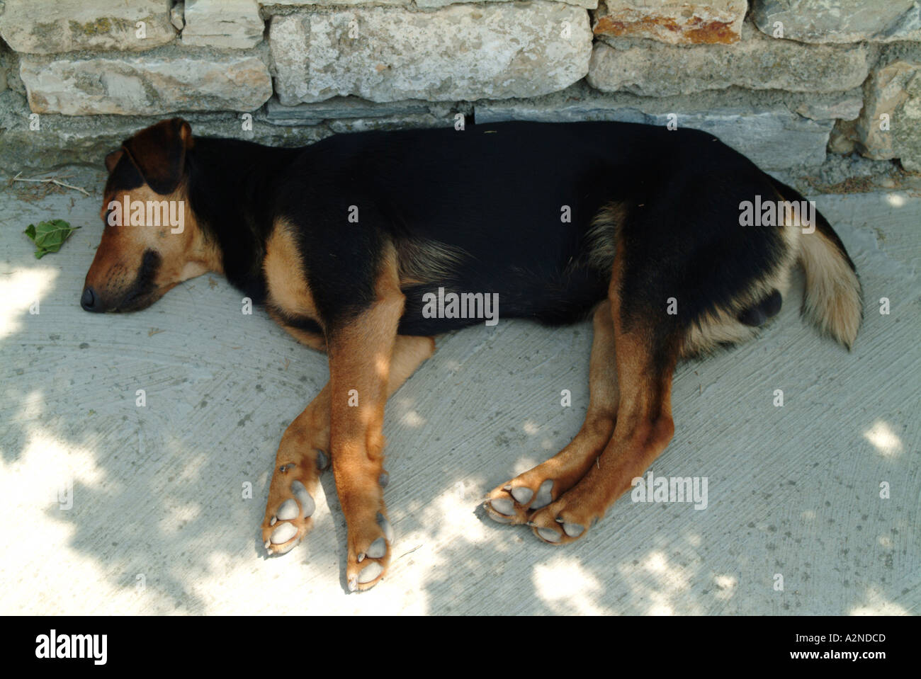 Sprawling dog hi-res stock photography and images - Alamy