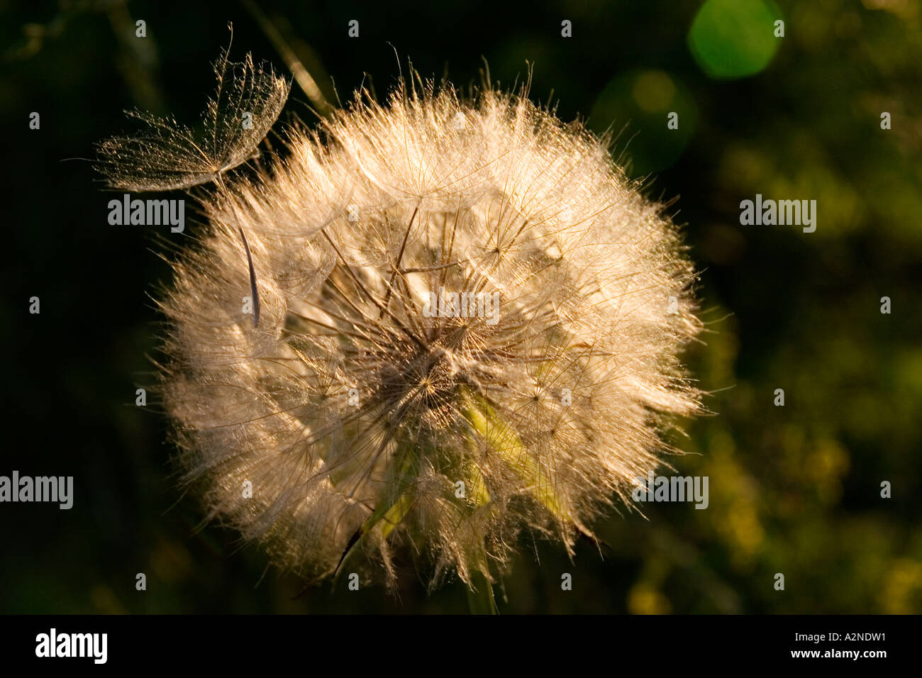 Milkweed Seed Floating Stock Photo - Alamy