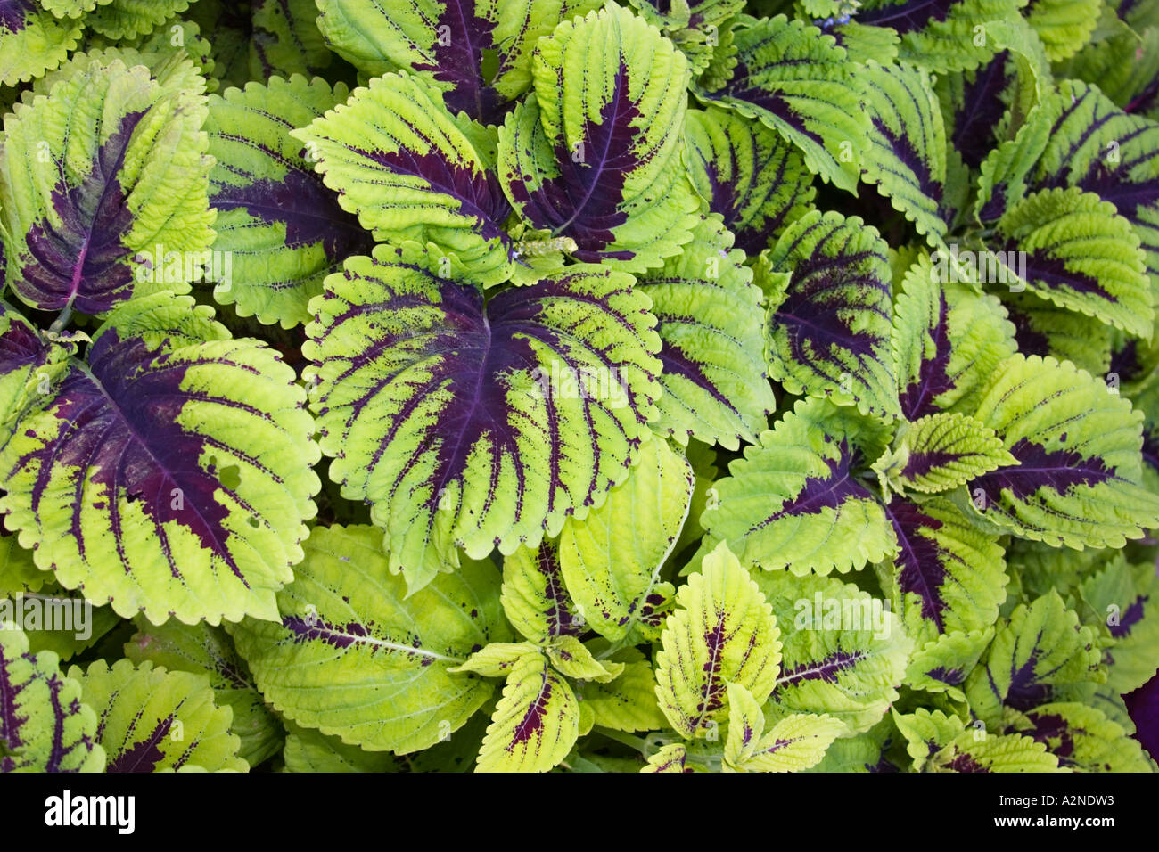 Coleus shade garden hi-res stock photography and images - Alamy