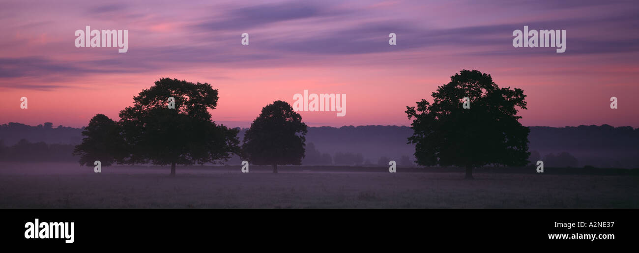 Trees in Mist Dorset Stock Photo - Alamy