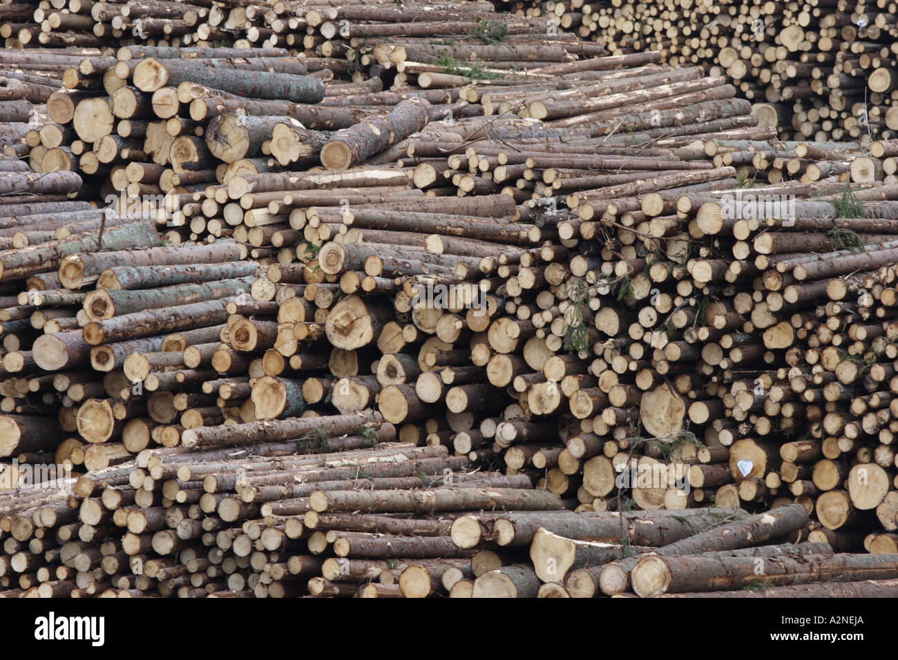 Pulpwood hi-res stock photography and images - Alamy