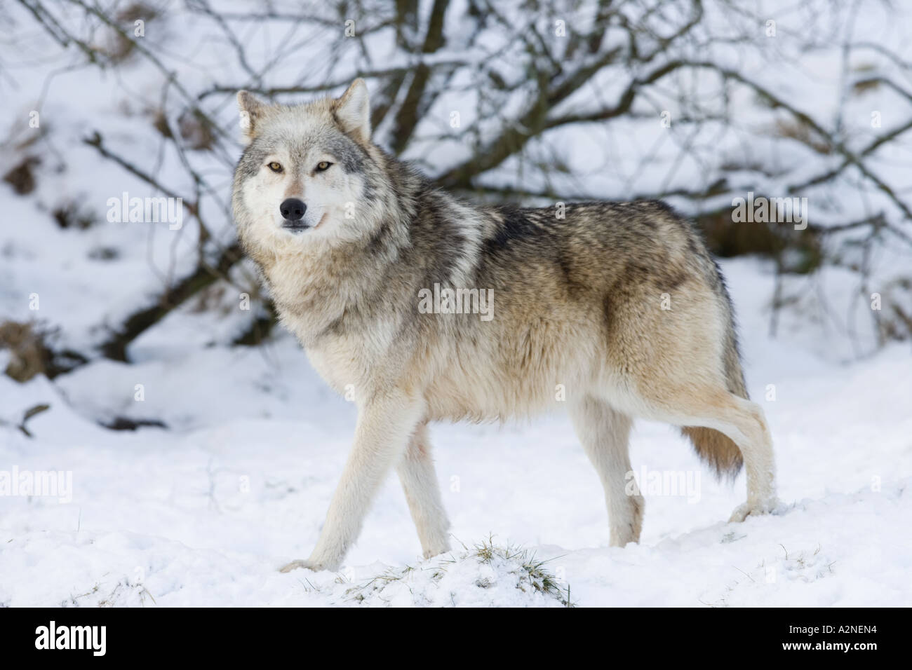 Timber wolf in snow in enclosure of Highland Wildlife Park Strathspey ...