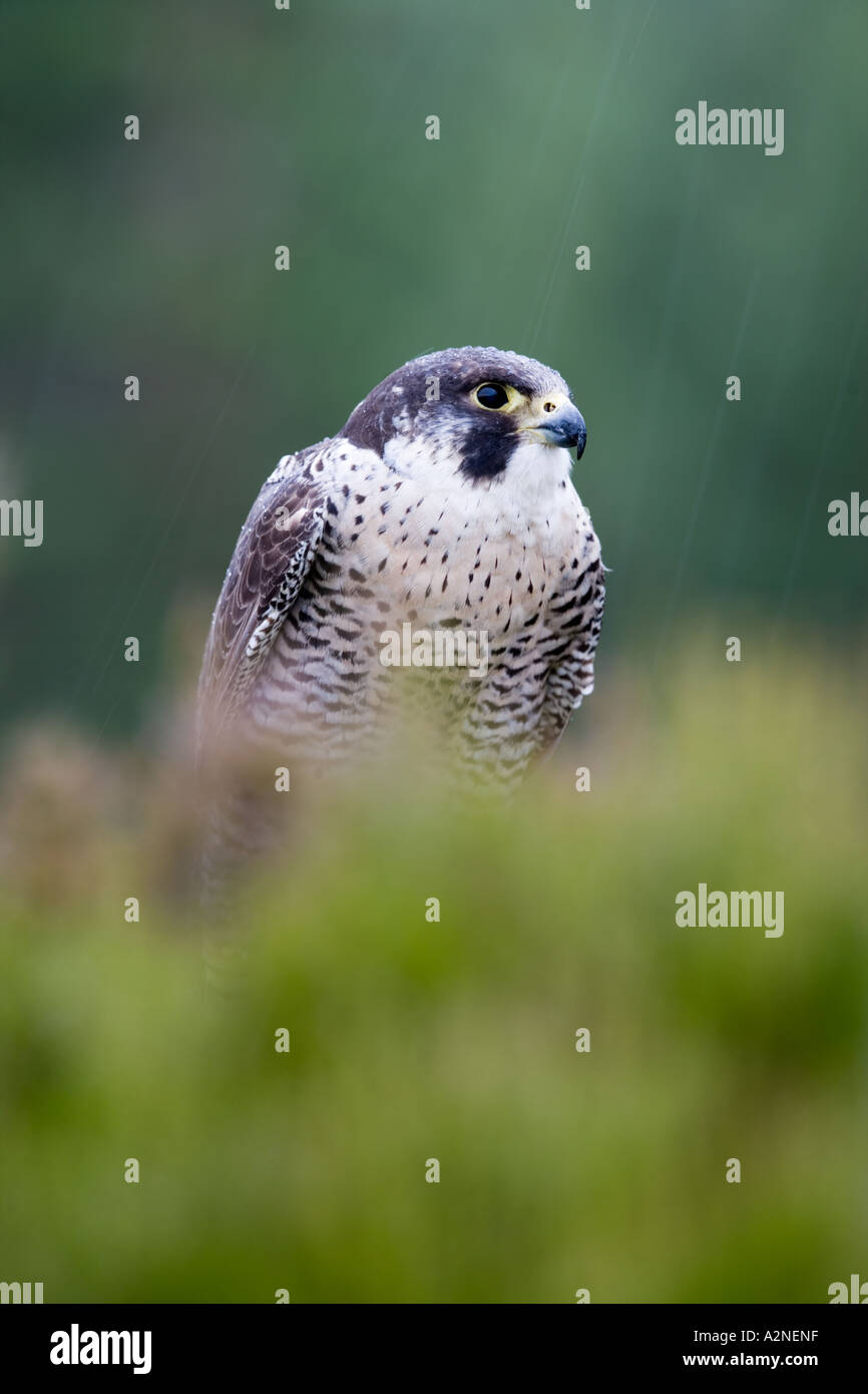 Peregrine falcon in the rain on a moorland, Scotland Stock Photo - Alamy