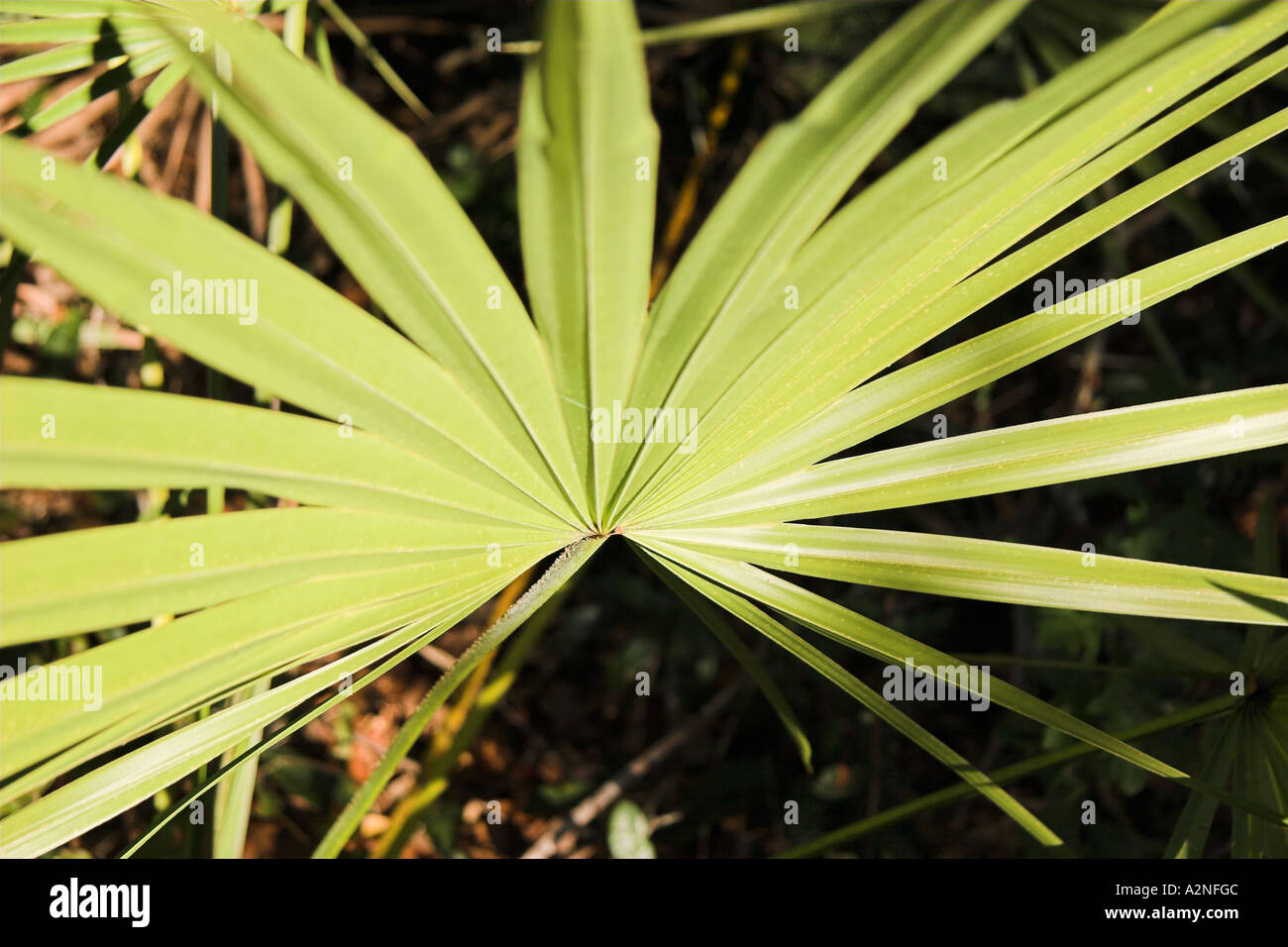 Palmetto tree leaf, Ocala National Forest, Central Florida, USA Stock ...