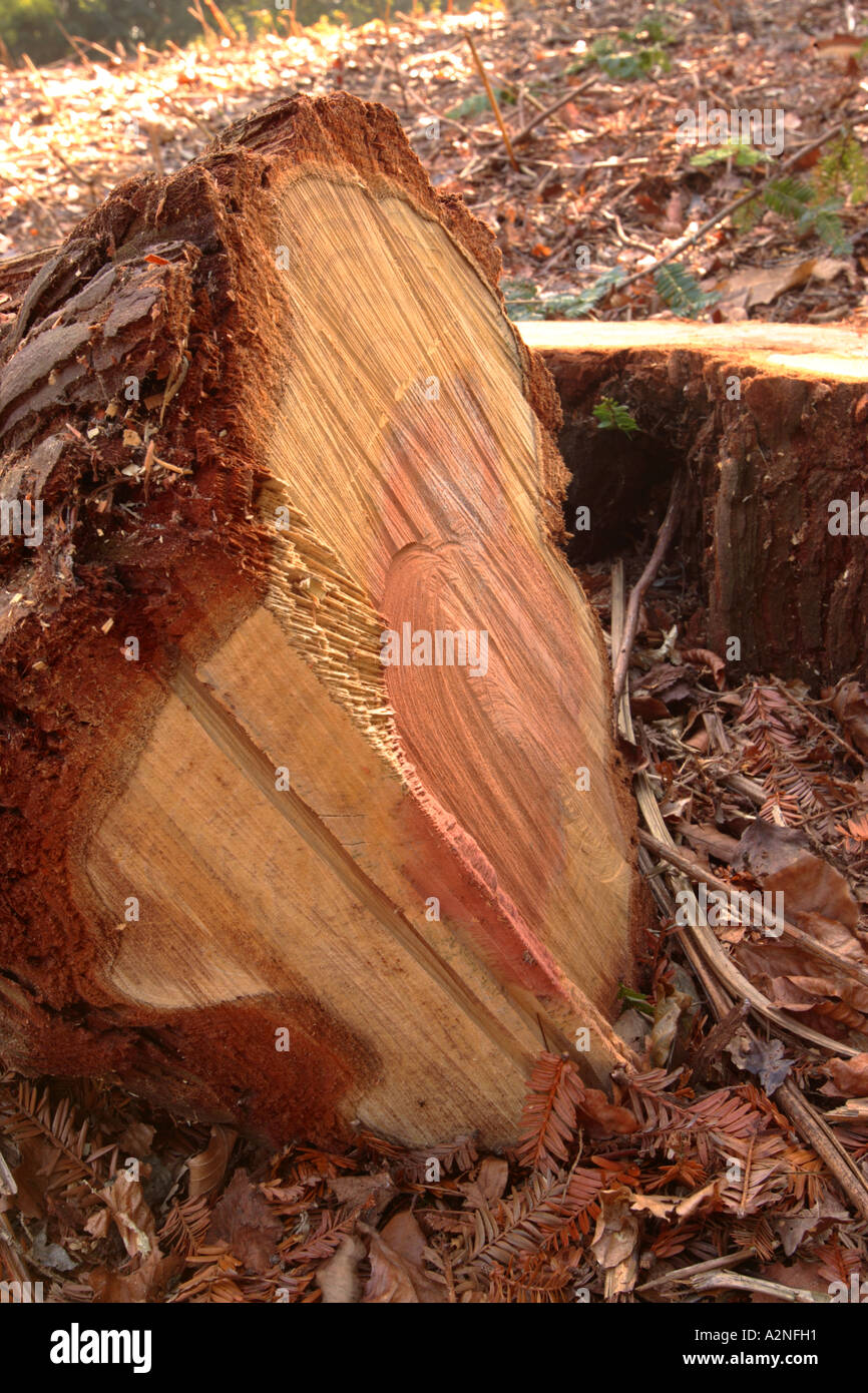 freshly cut pine tree in Wiggonholt Commom, Pulborough, West Sussex ...