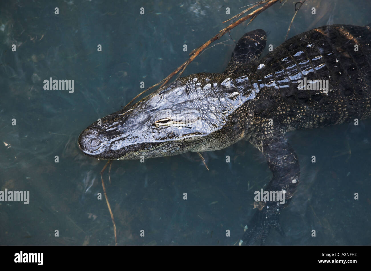 American alligator mississipiensis, Florida, USA Stock Photo - Alamy