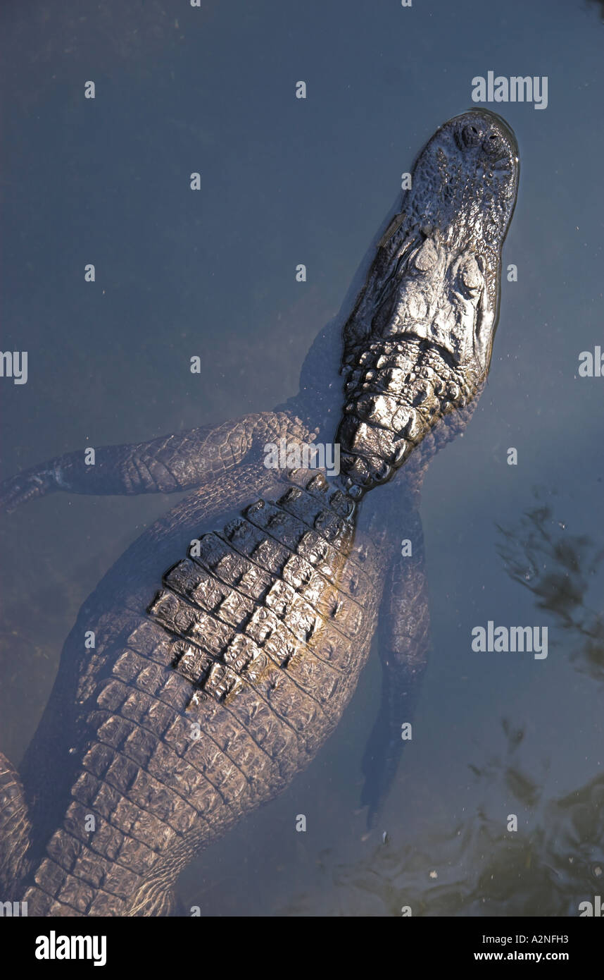 American alligator mississipiensis, Florida, USA Stock Photo - Alamy