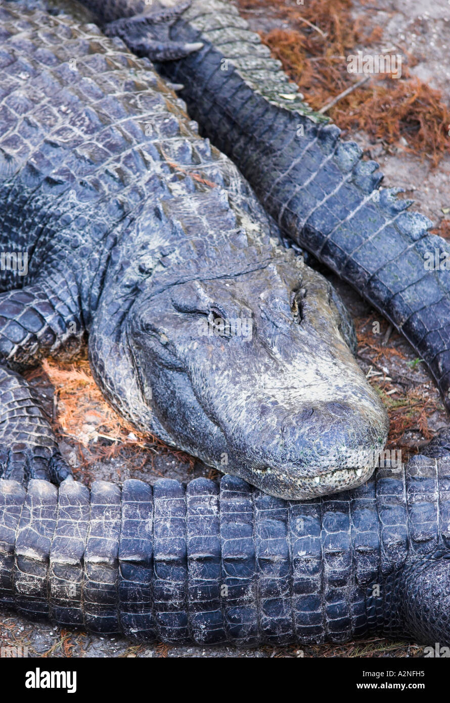 American alligator mississipiensis, Florida, USA Stock Photo - Alamy