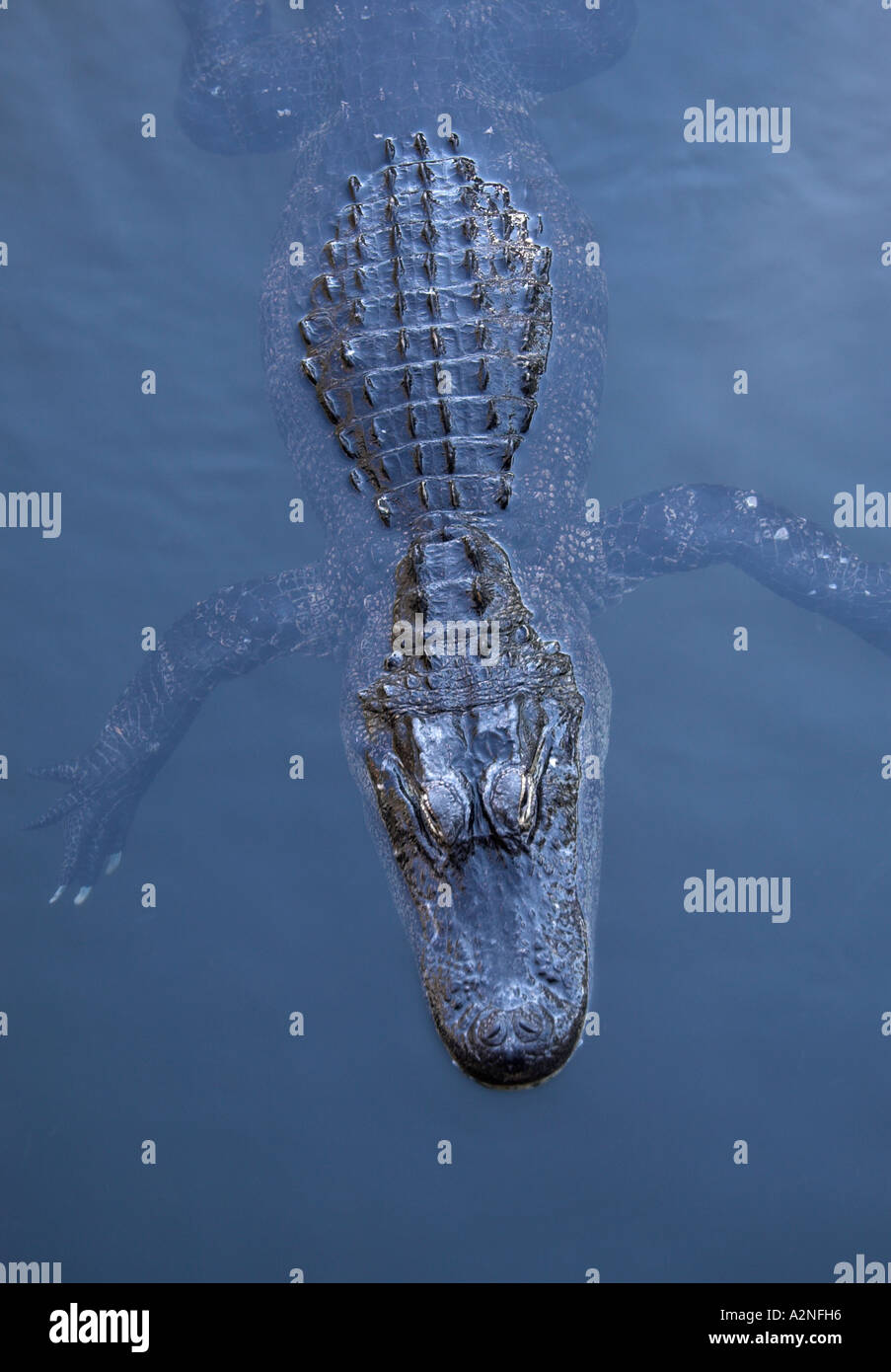 American alligator mississipiensis, Florida, USA Stock Photo - Alamy