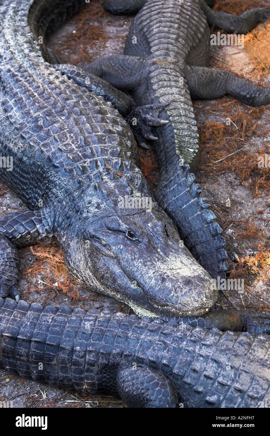 Crocodilian family hi-res stock photography and images - Alamy
