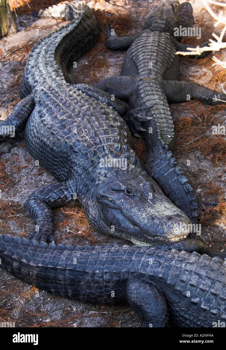 American alligator mississipiensis, Florida, USA Stock Photo - Alamy
