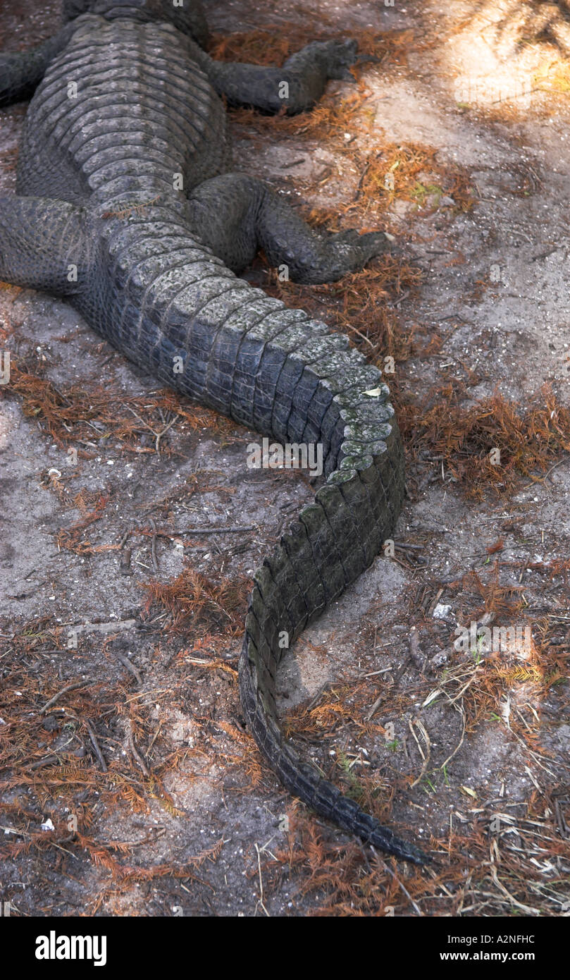 Tail of American Alligator Mississipiensis, Florida, USA Stock Photo ...