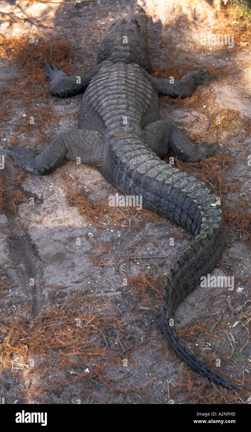 American alligator mississipiensis, Florida, USA Stock Photo - Alamy