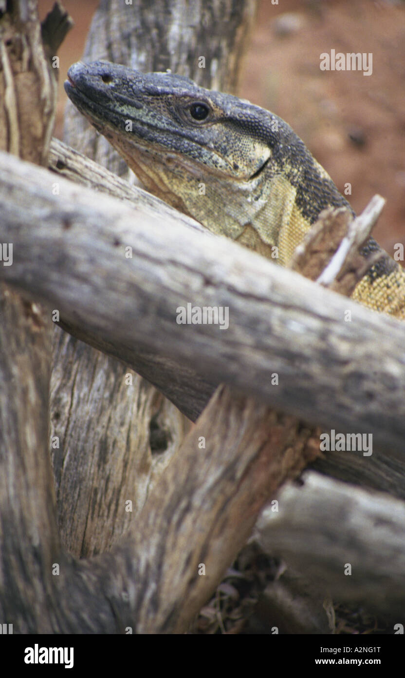 Lizard - outback, Australia Stock Photo - Alamy
