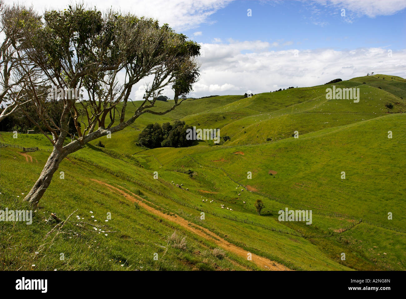 Rolling green landscape typical of the central area around Hamilton on ...