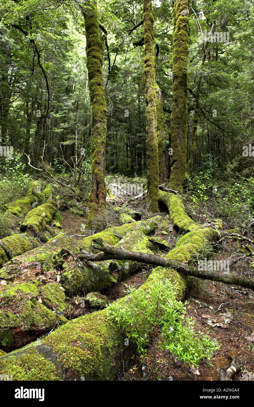 Moss covered trees in the rain forest on the South Island of New ...