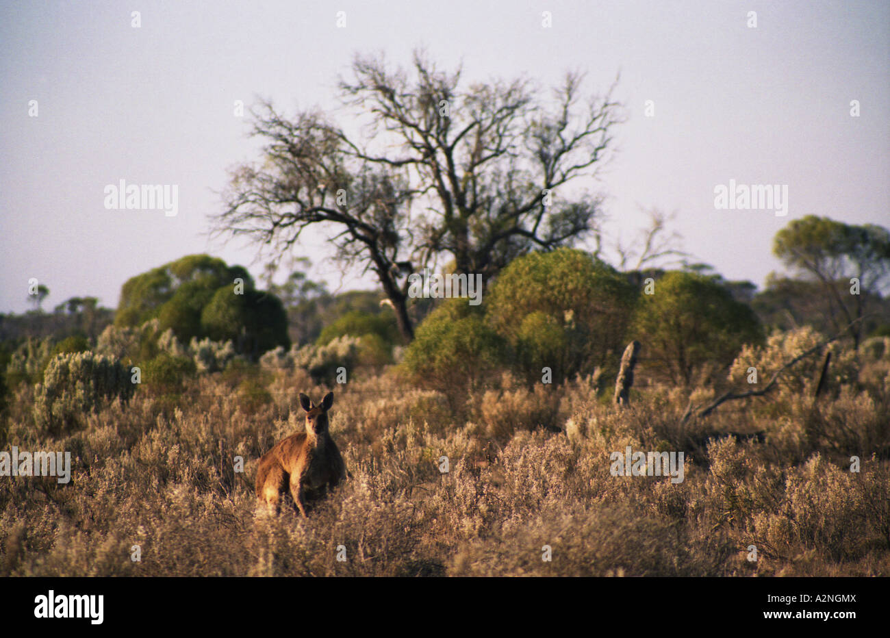 Kangaroo in the Bush, Australia Stock Photo - Alamy