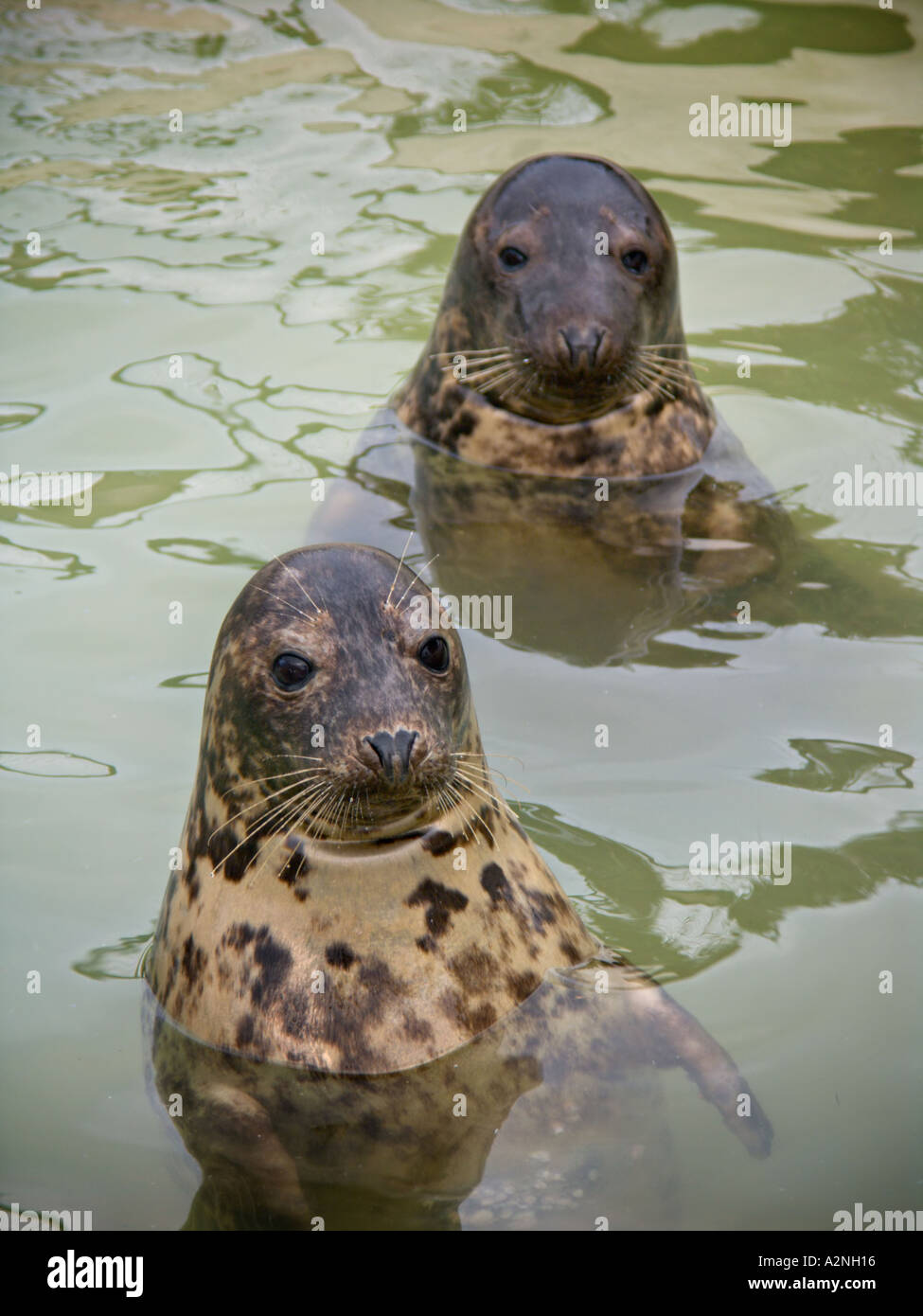 Seals hi-res stock photography and images - Alamy