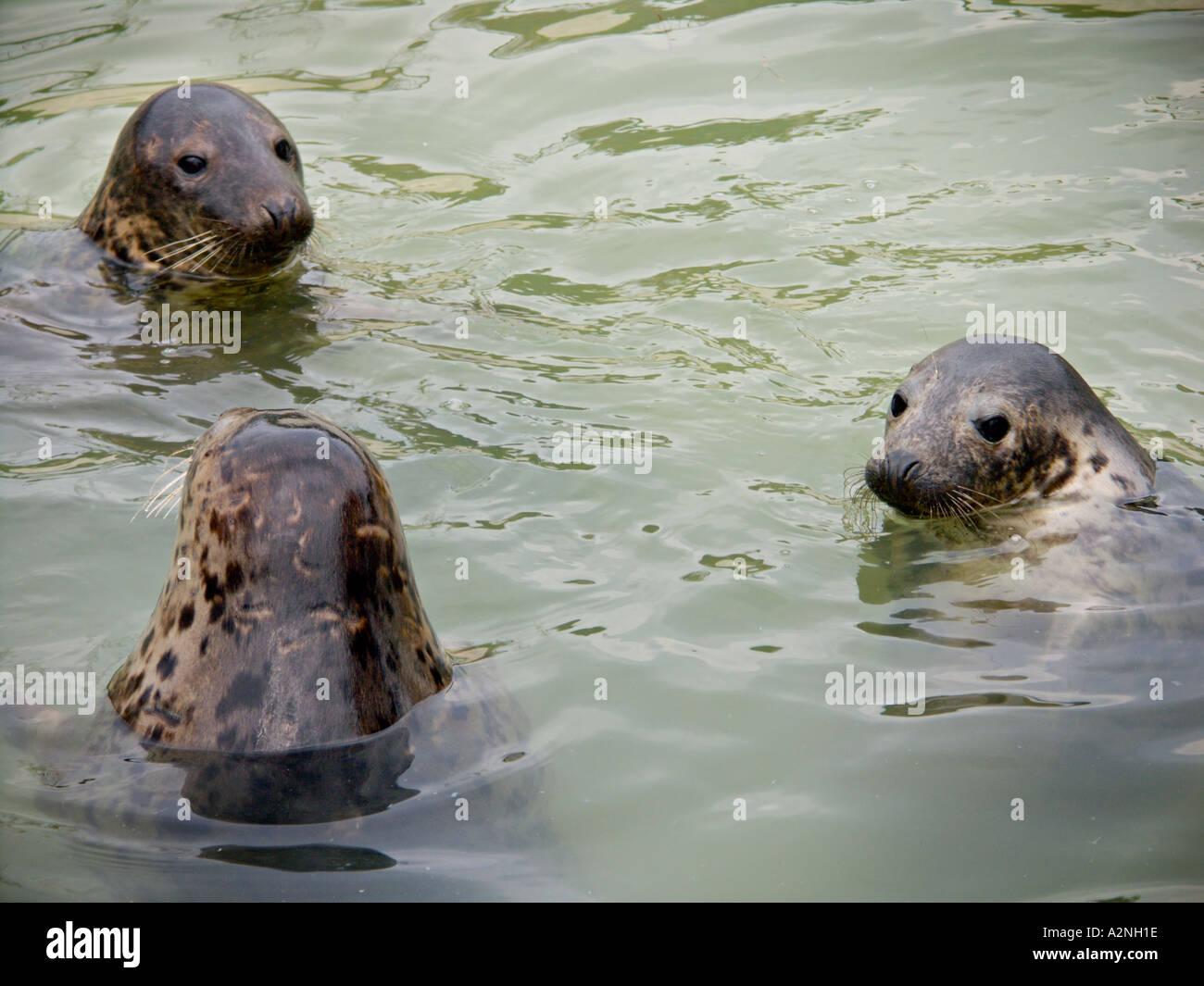 Three grey seals in the water Stock Photo - Alamy