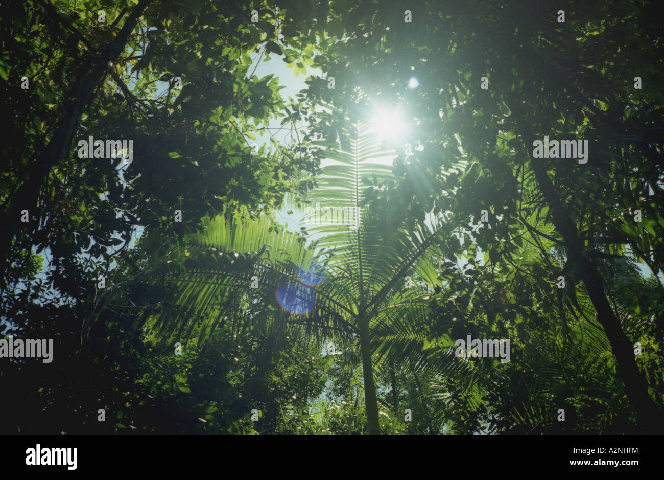 Sun through Rainforest vegetation Stock Photo - Alamy