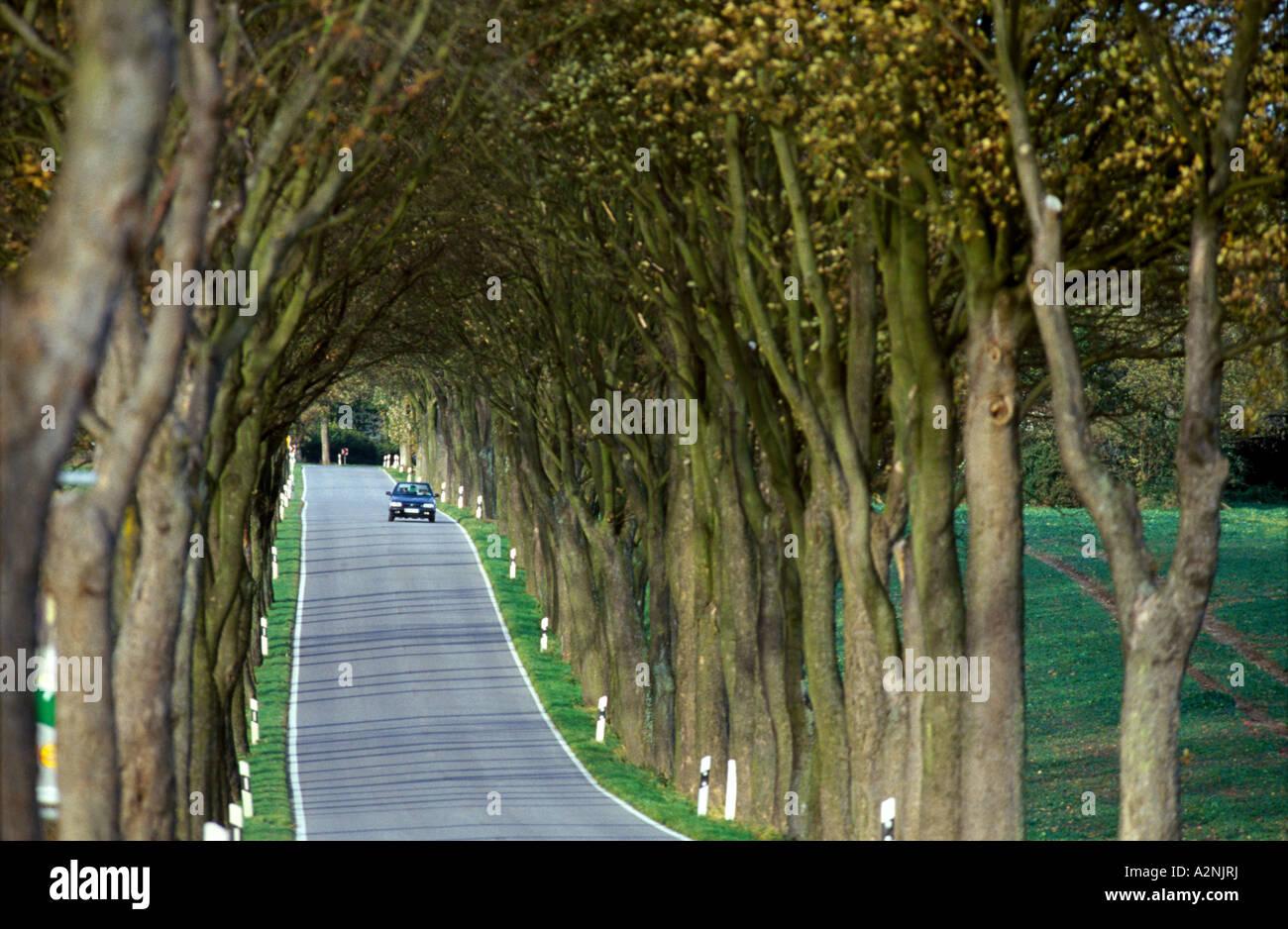 Deciduous trees along road Stock Photo - Alamy