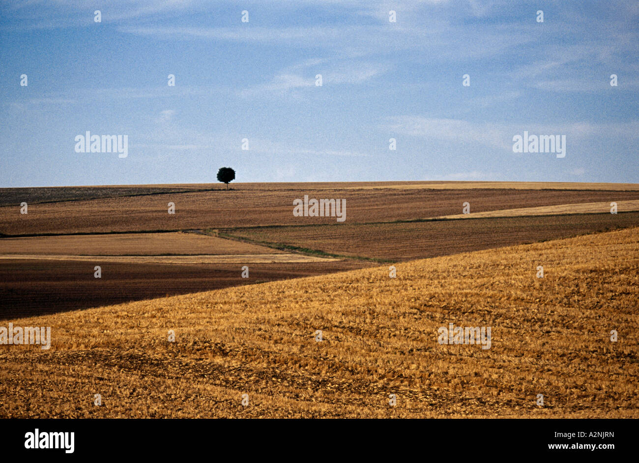 Corn field on rolling landscape Stock Photo - Alamy