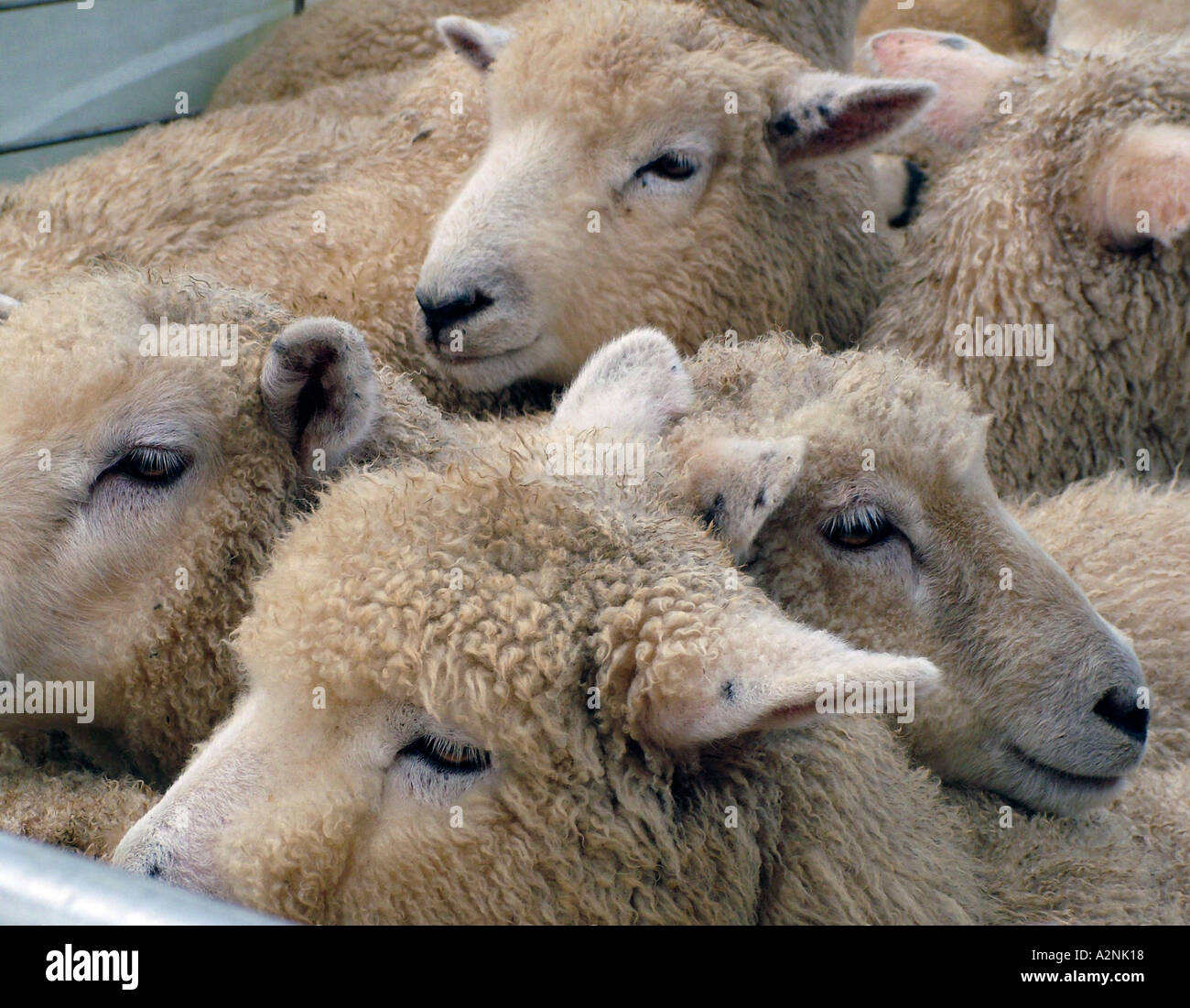 Shorn merino sheep hi-res stock photography and images - Alamy