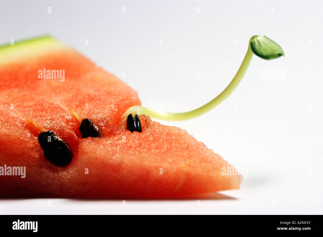Close-up of slice of melon Stock Photo - Alamy