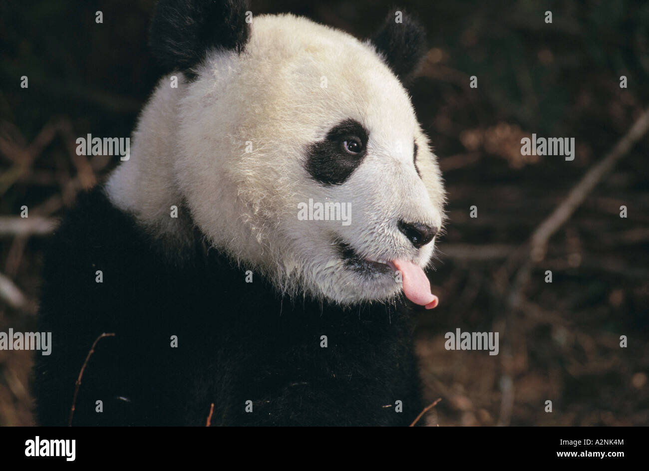 Close-up of Giant Panda (Ailuropoda melanoleuca) sticking its tongue ...