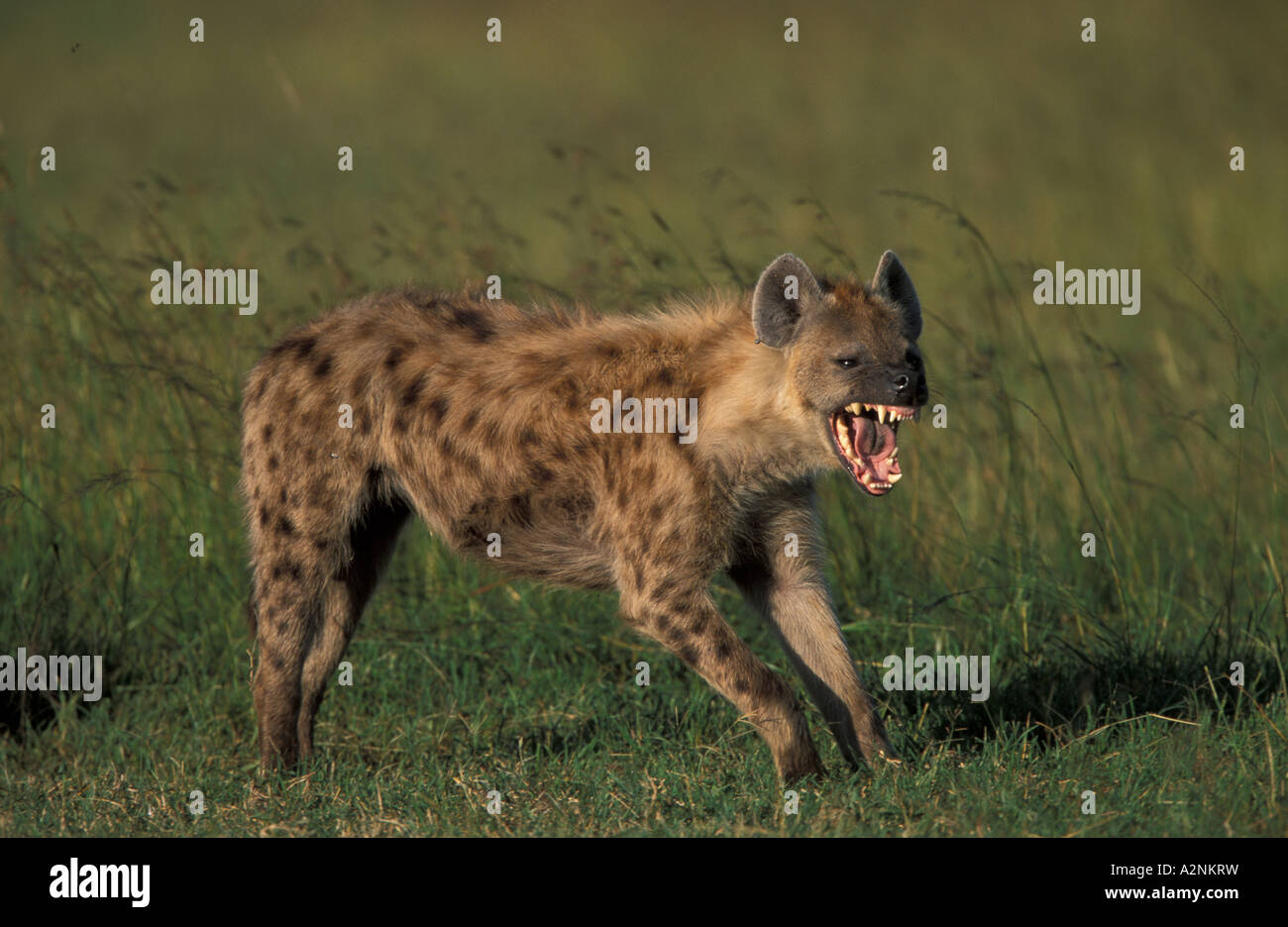 Spotted hyena crocuta crocuta snarling hi-res stock photography and ...