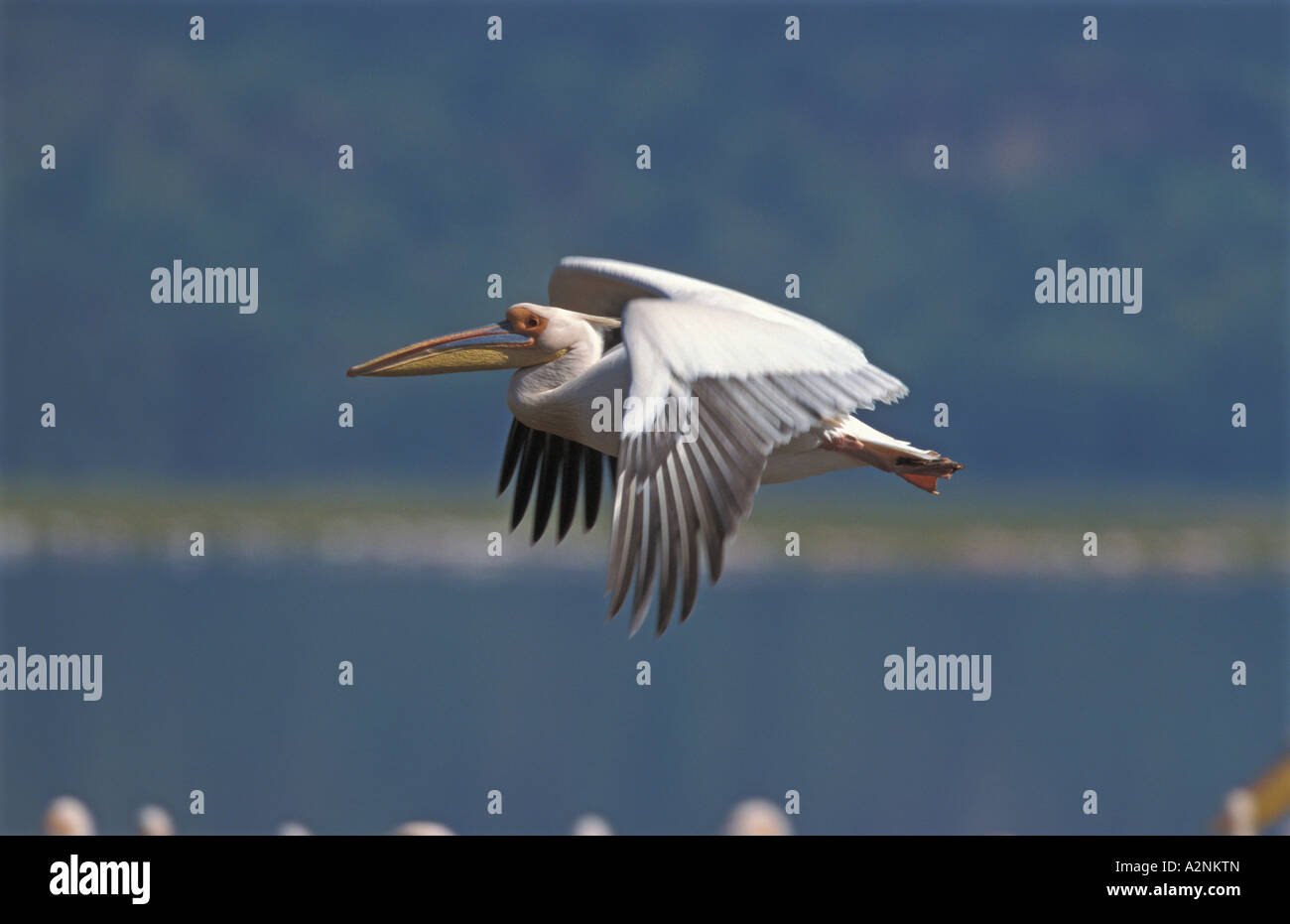 White pelican in flight Stock Photo - Alamy
