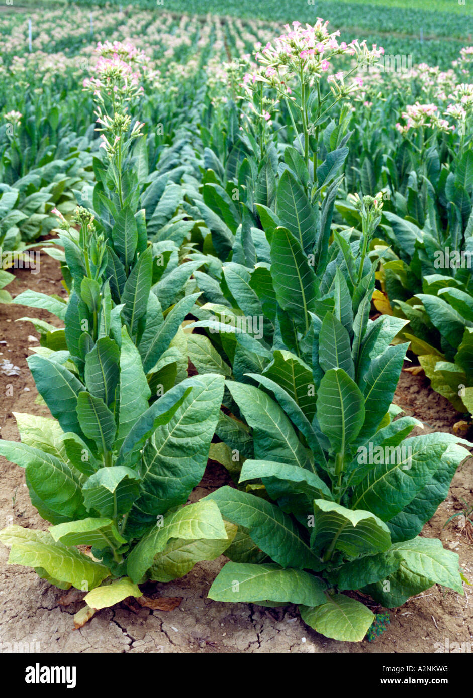 Tabacco plants hi-res stock photography and images - Alamy