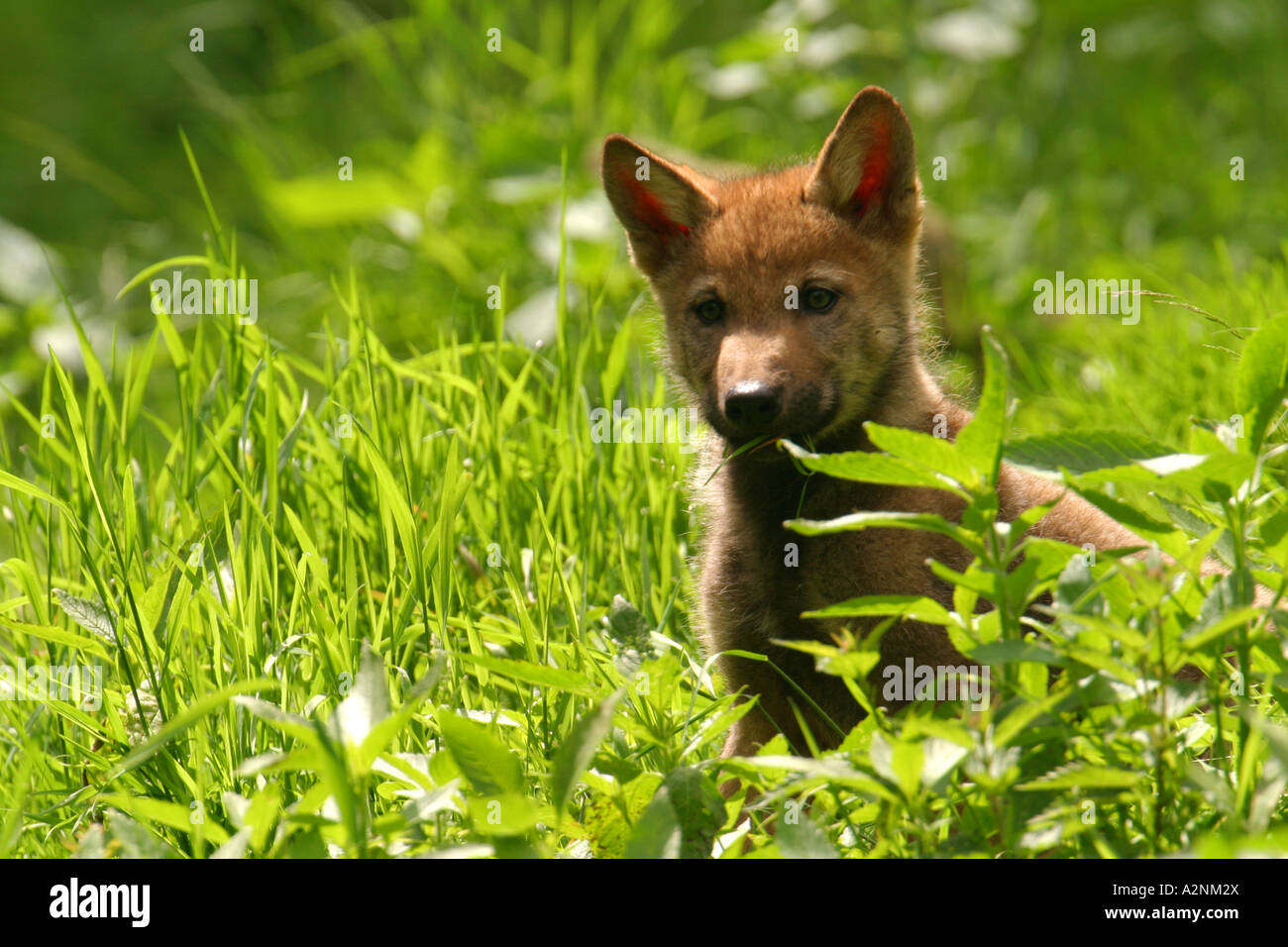 Wolf cub usa hi-res stock photography and images - Alamy