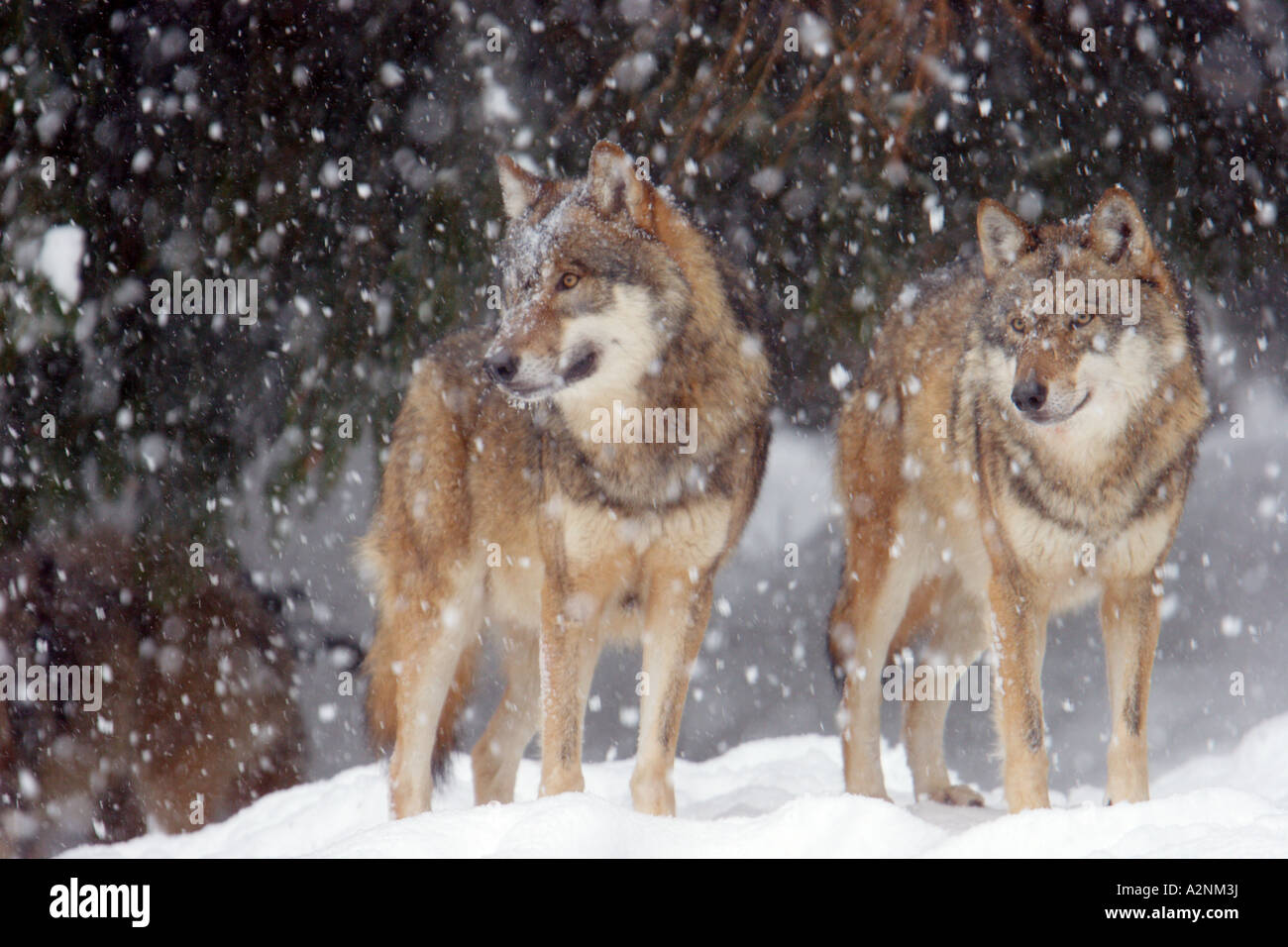 Two Grey wolves (Canis lupus) standing in snow, Merzig, Germany Stock ...