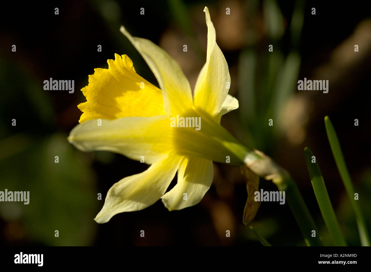 Wild Daffodil Narcissus pseudonarcissus Stock Photo - Alamy