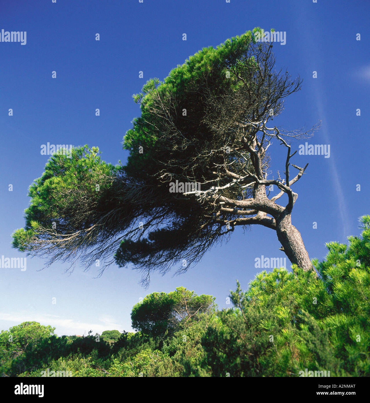 Europetree hi-res stock photography and images - Alamy