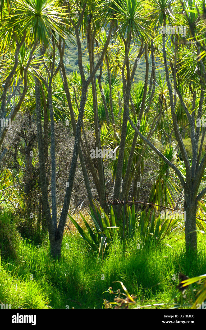 tropical cabbage trees in sunlight North Island New Zealand Stock Photo ...