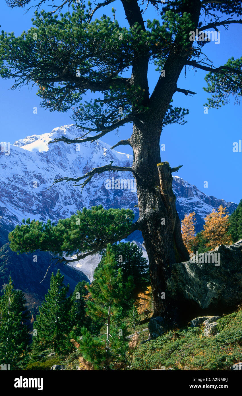 Trees on mountain, Dolomites, Italy Stock Photo - Alamy