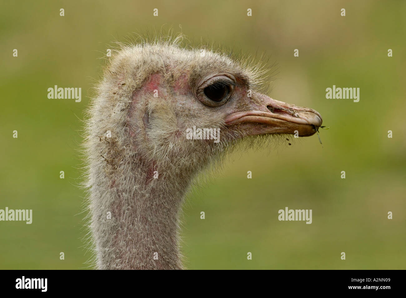 Ostrich Struthio camelus Stock Photo - Alamy