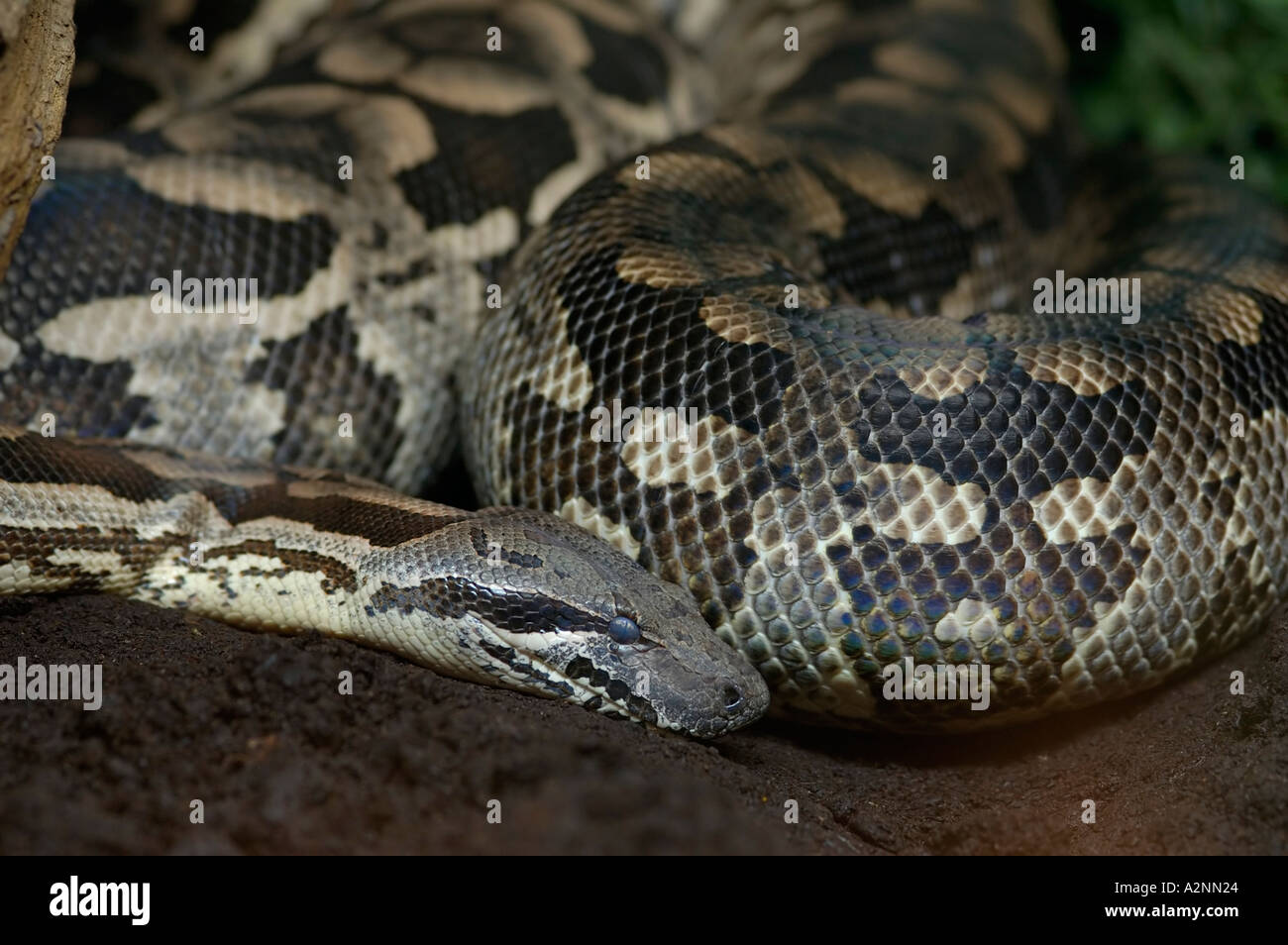Dumerils Ground Boa Acrantophis dumerili Stock Photo - Alamy