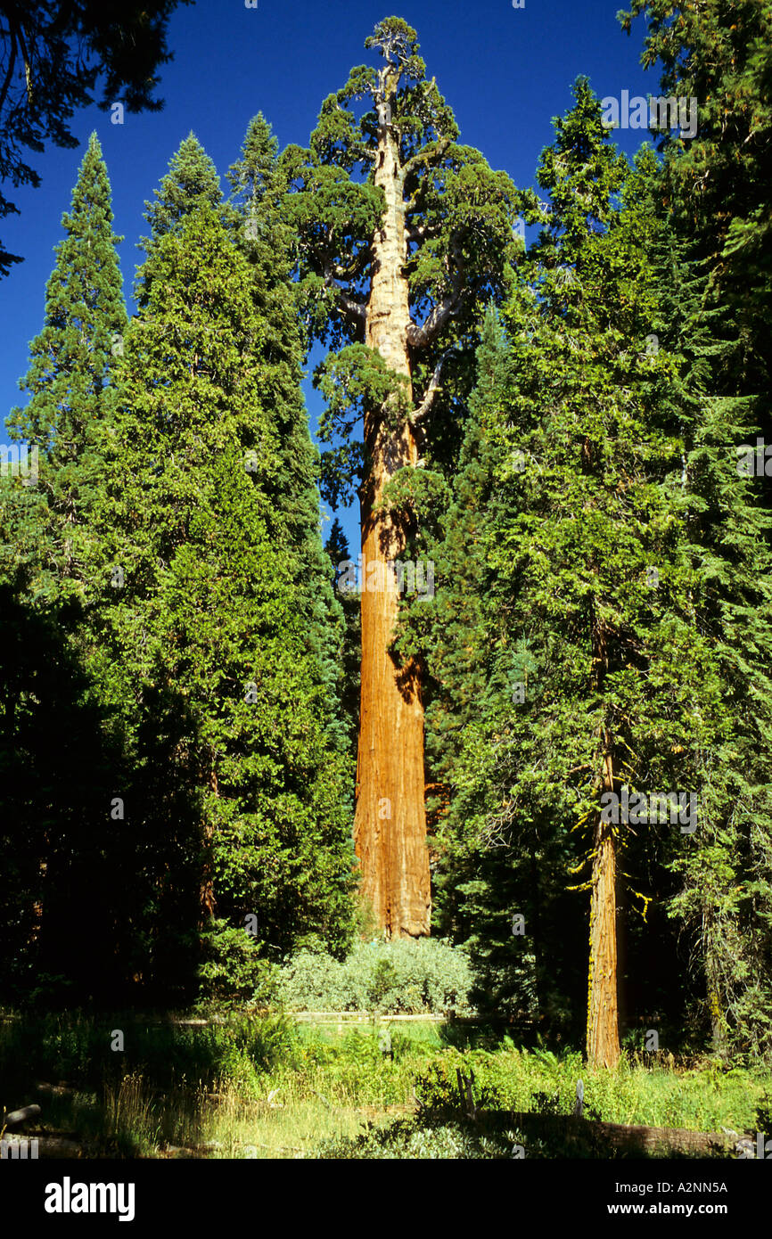 Sequoia tree at Mariposa Grove Giant Trees National Park California ...