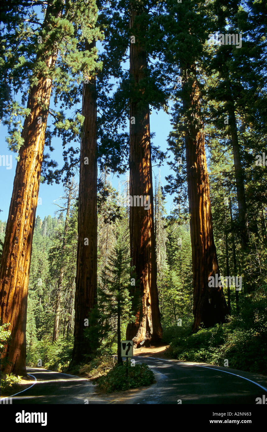 Road under Sequoia trees at Mariposa Grove Giant Trees National Park ...