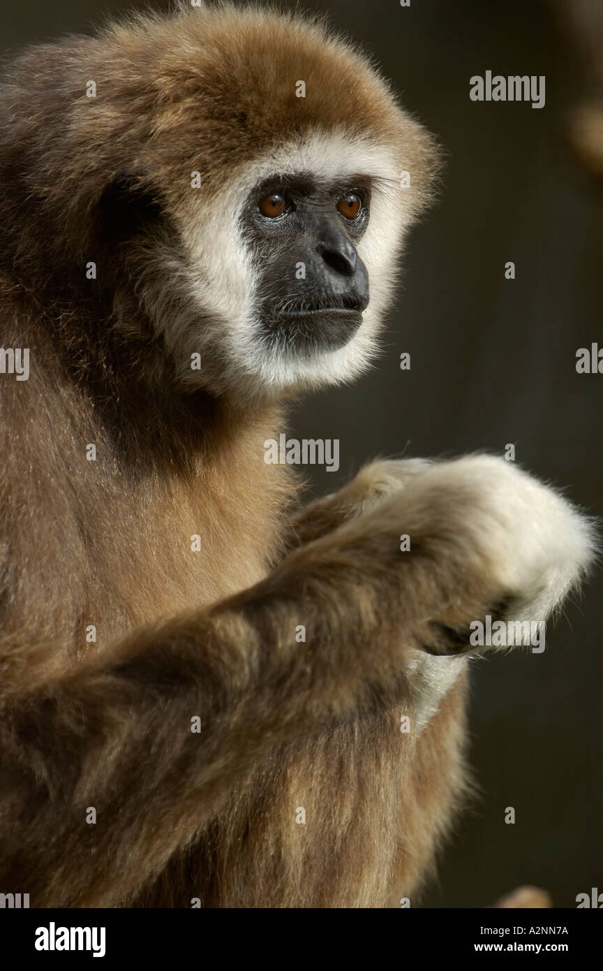 White Handed Gibbon Hylobates lar male Stock Photo - Alamy