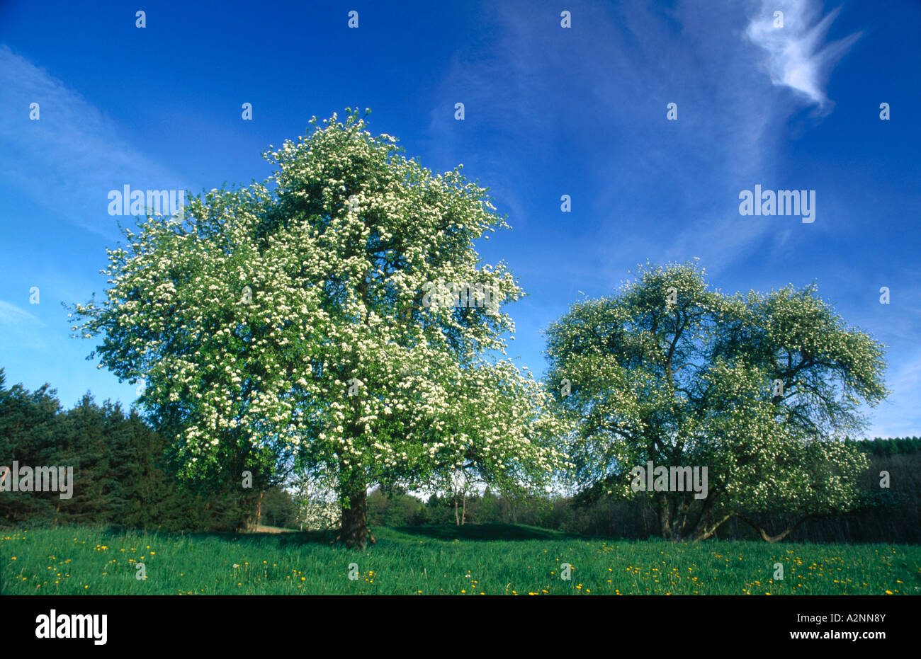 Pear trees in field Stock Photo - Alamy