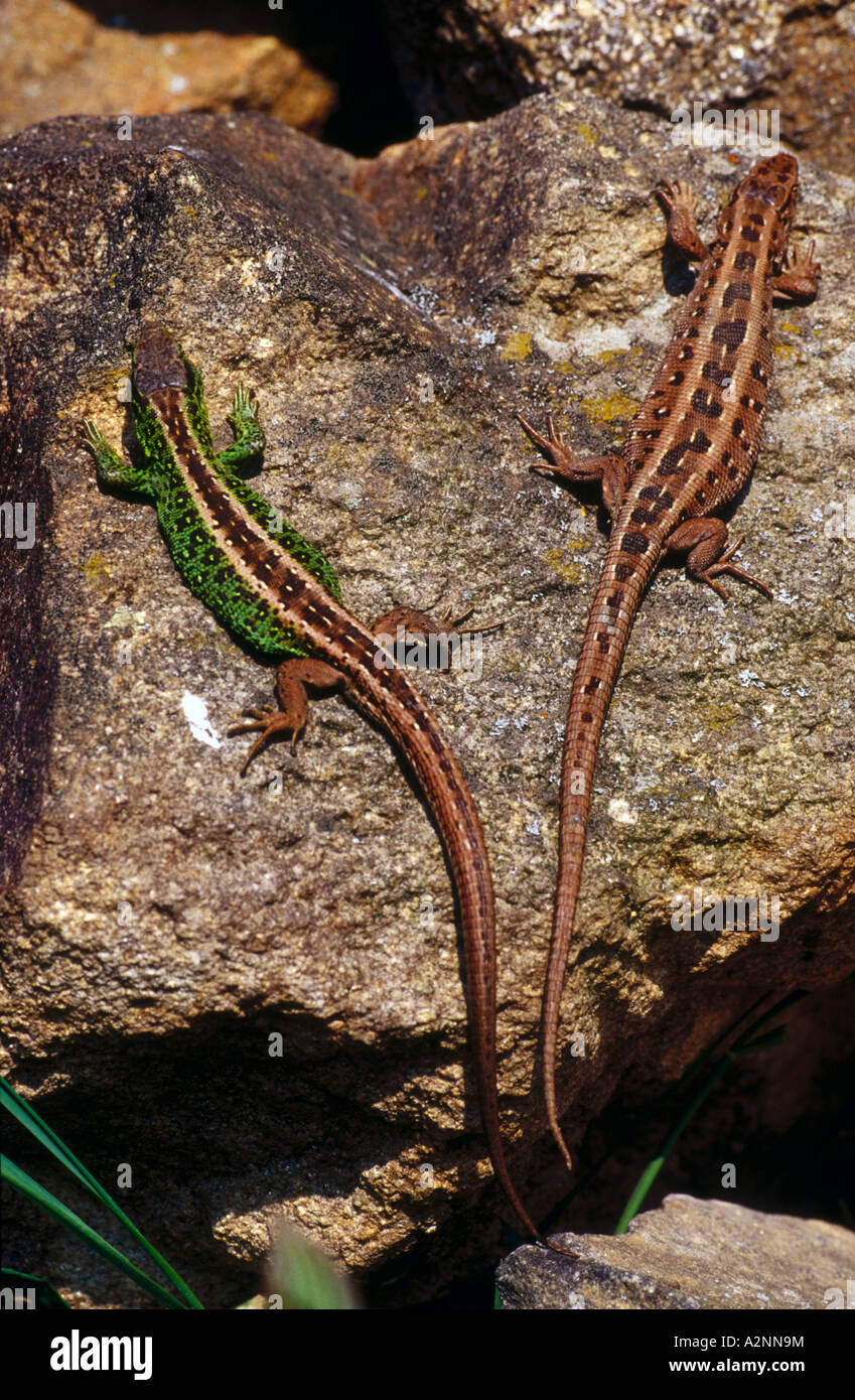 Male And Female Sand Lizards High Resolution Stock Photography and ...