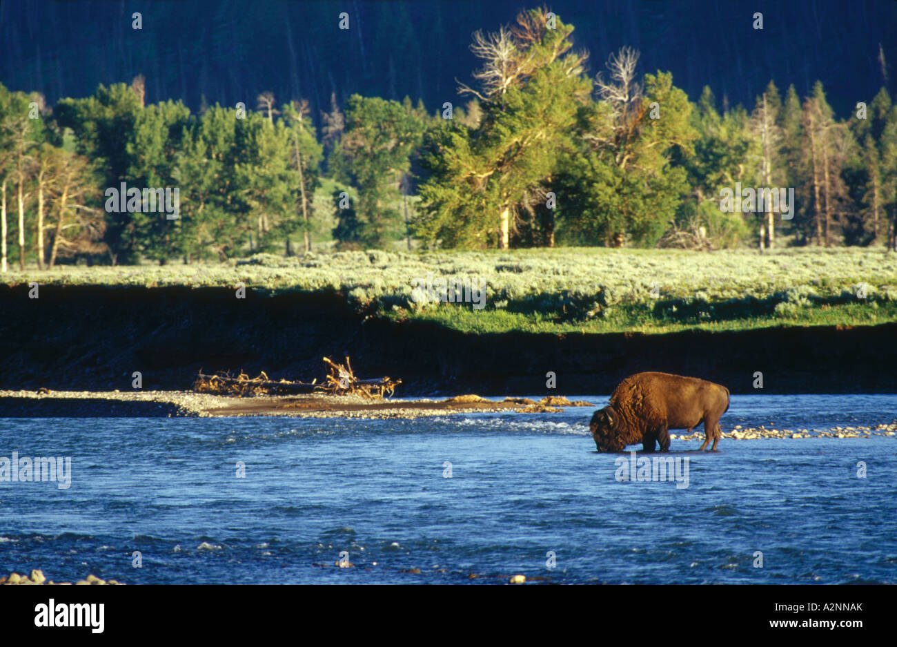 American Bison (Bison bison) drinking water from river, Grand Teton ...