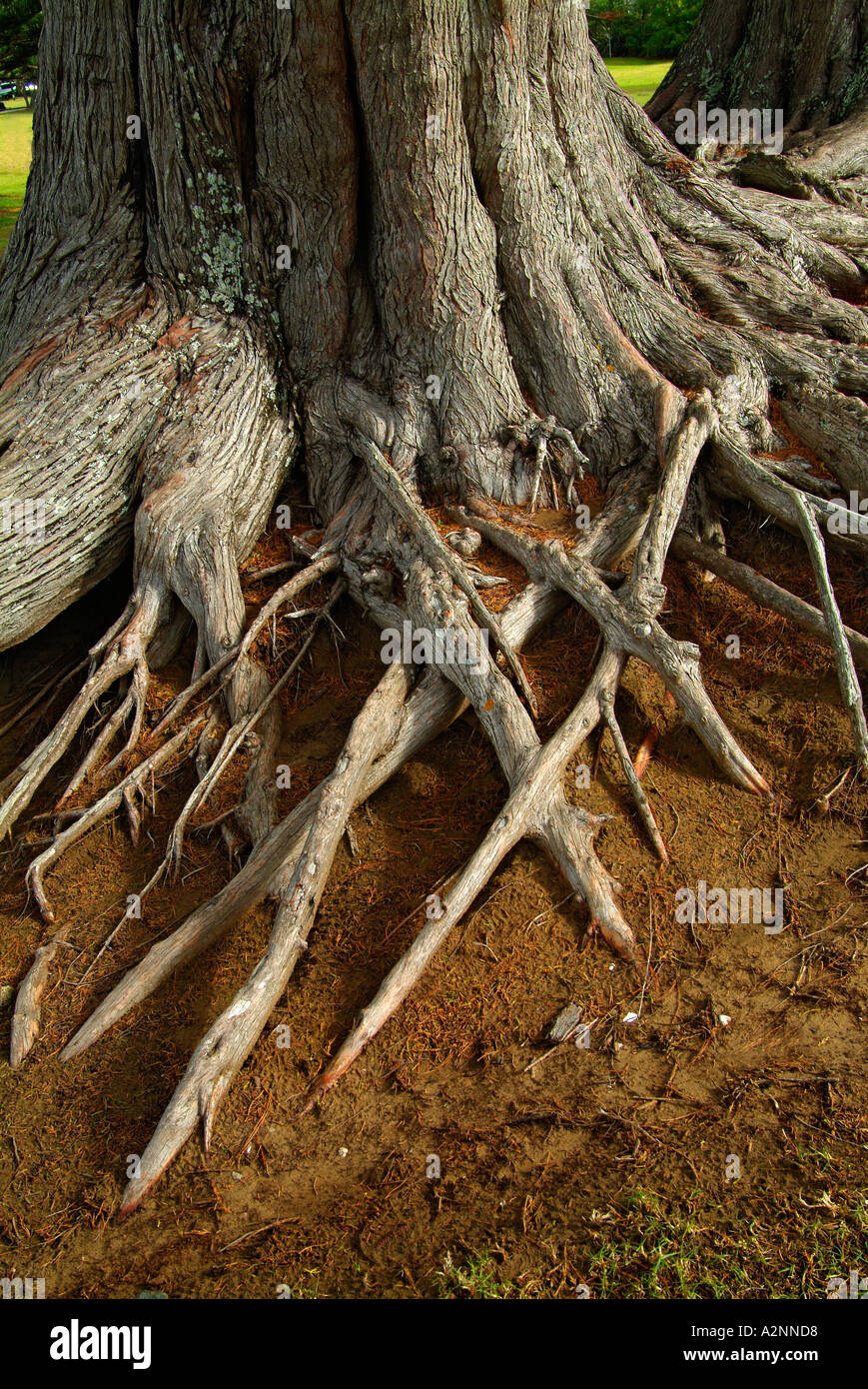 Old tree roots Stock Photo - Alamy